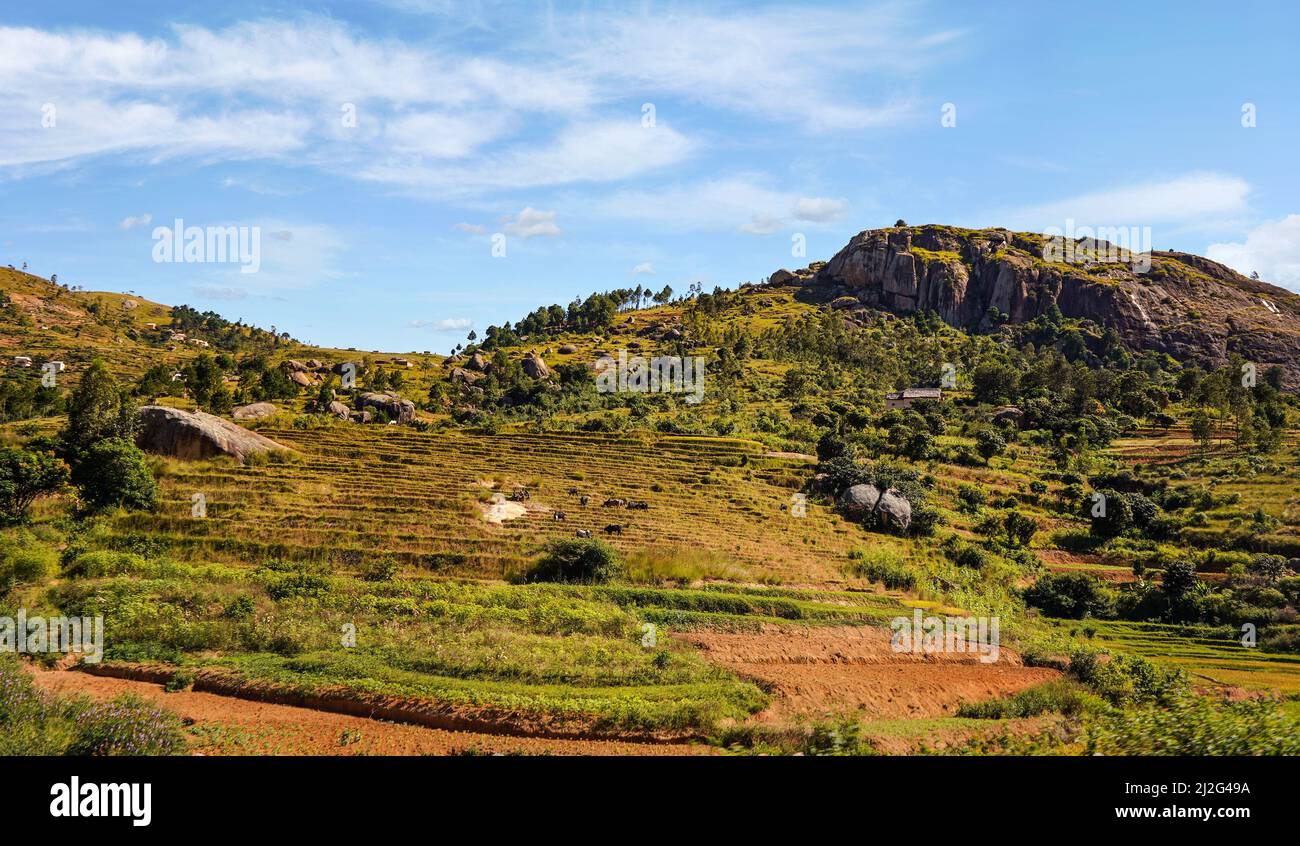 Typical Madagascar landscape - green and yellow rice terrace fields ...