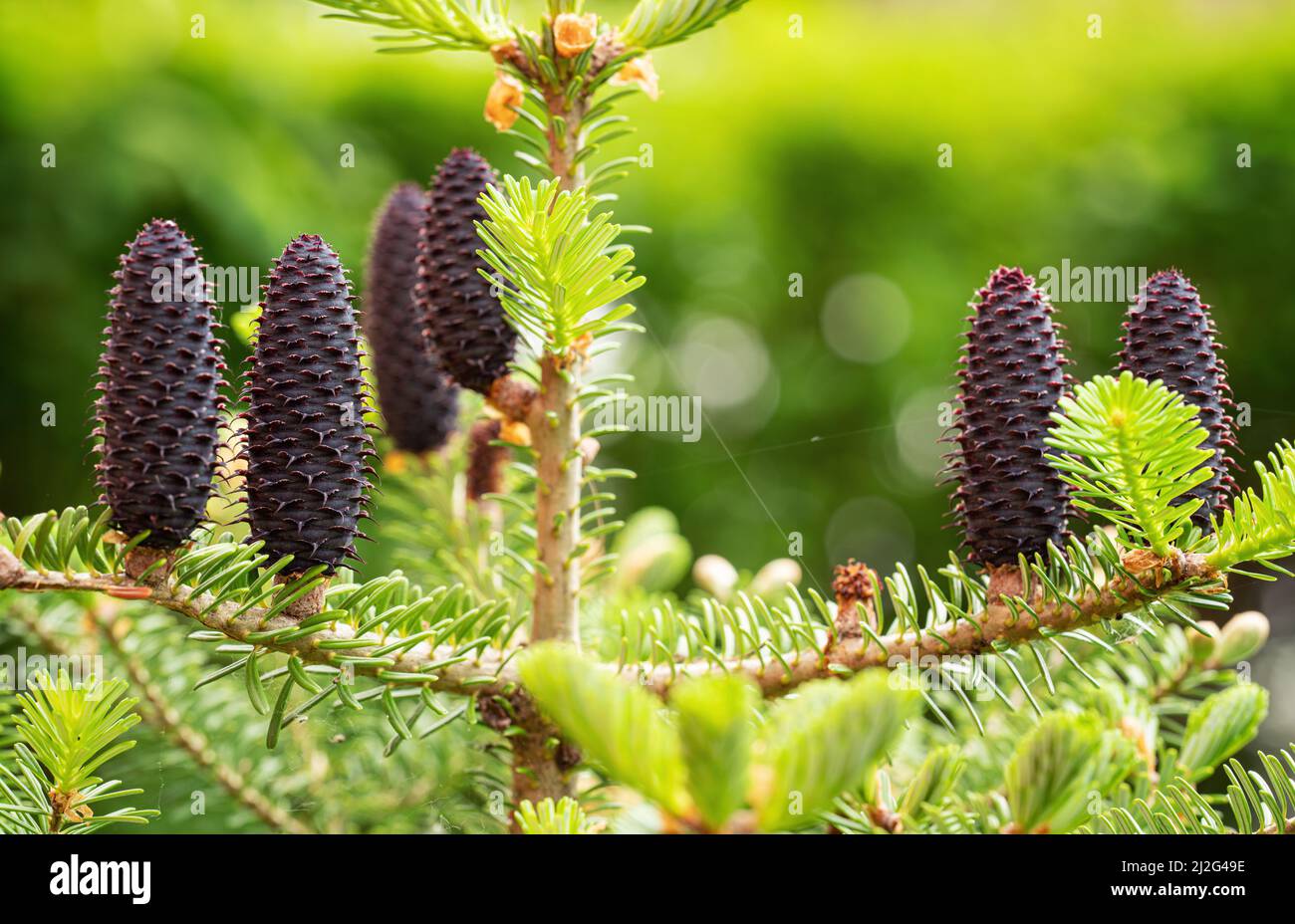 Young purple spruce (abies species) cones growing on branch with fir ...