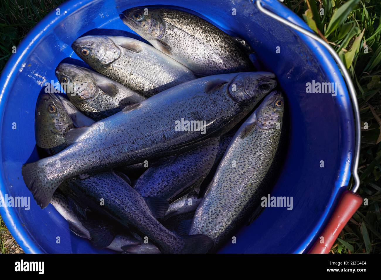 Freshly caught trout fishes in blue plastic bucket, closeup detail, sun ...