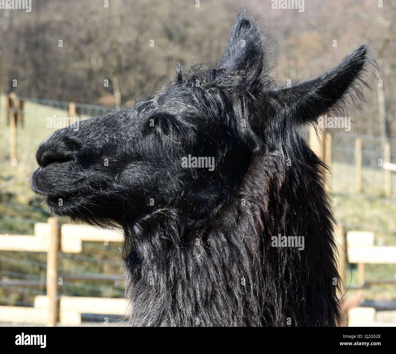Das Lama, Lama glama und Alpakas sind eine Art der Kamele. Sie sind in ...
