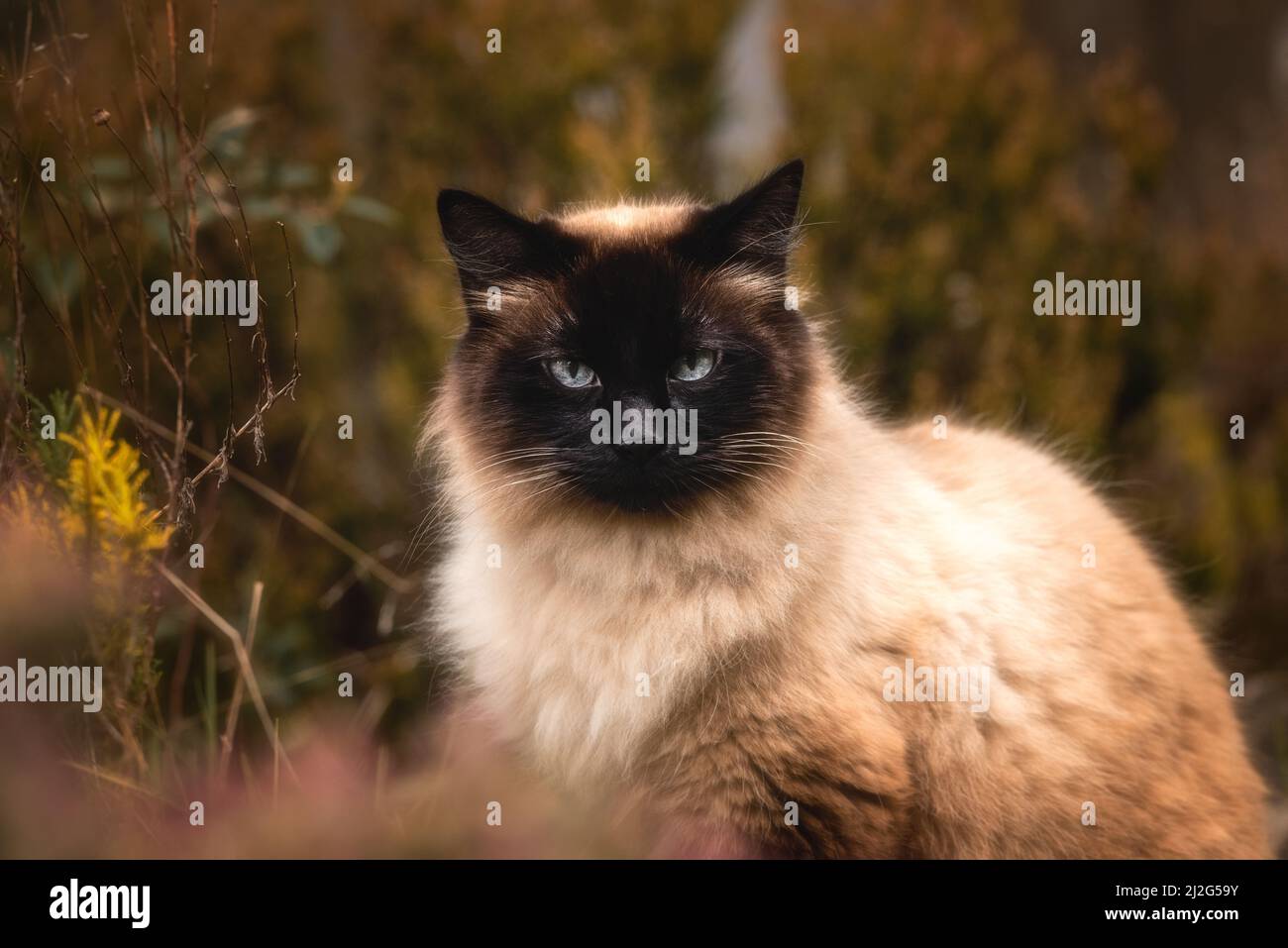 Classical portrait of a beautiful Cat Stock Photo - Alamy