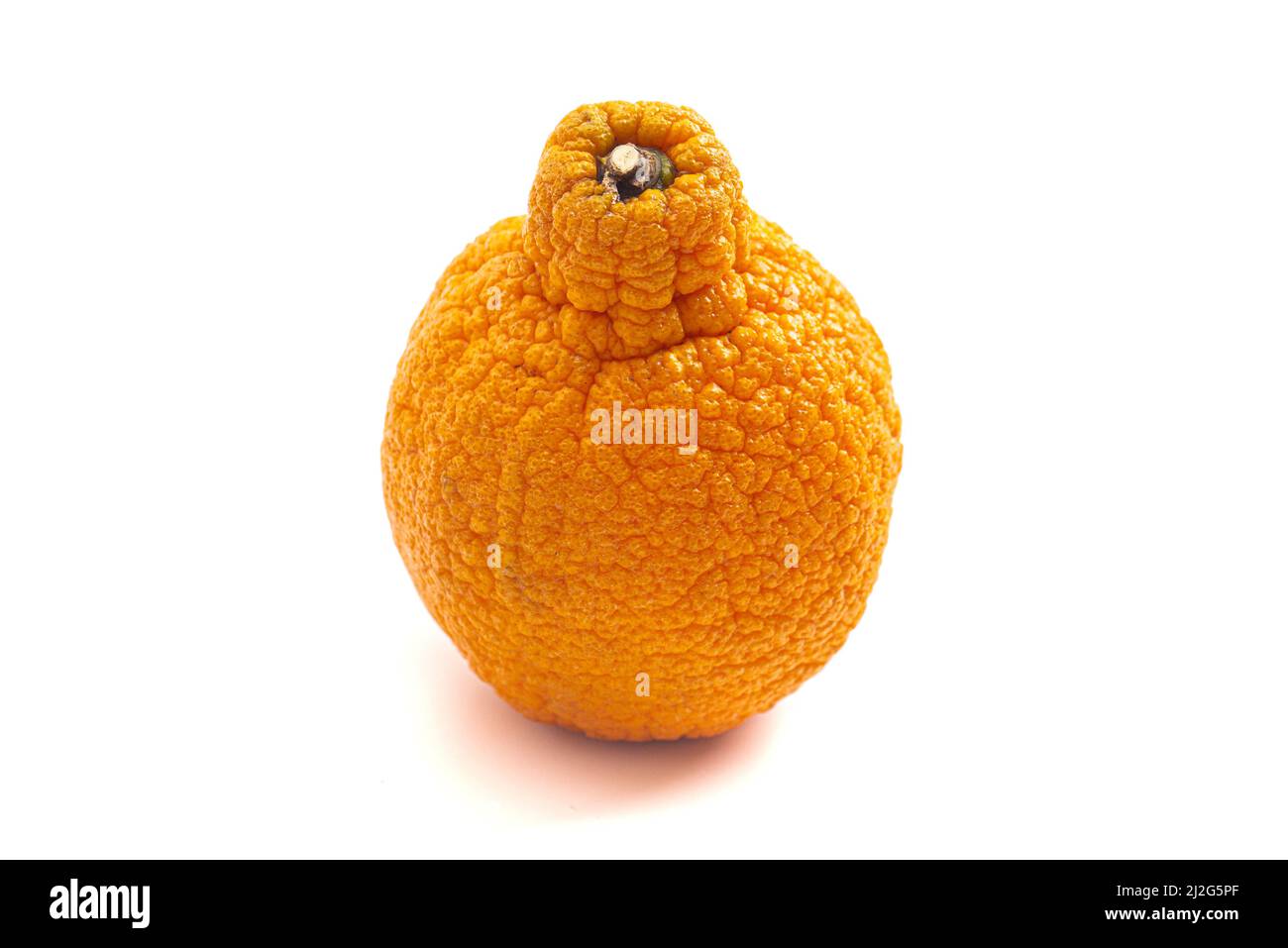 Single Sumo Orange Isolated on a White Background Stock Photo - Alamy