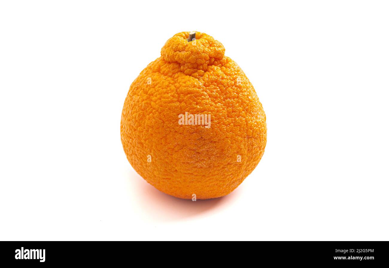 Single Sumo Orange Isolated on a White Background Stock Photo - Alamy