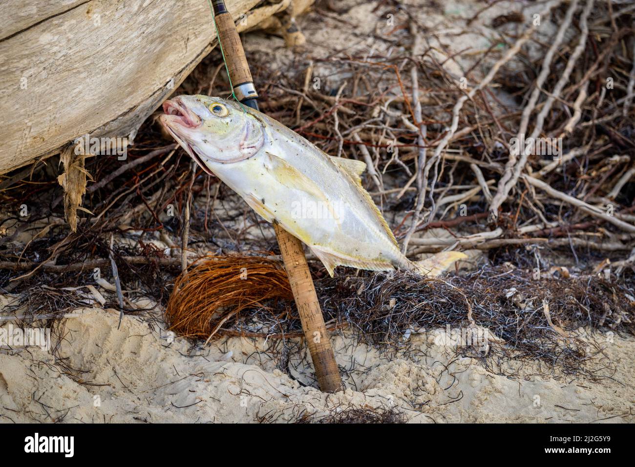 A caught fish with a rod on a bay in Punta Cana, Dominican Republic ...
