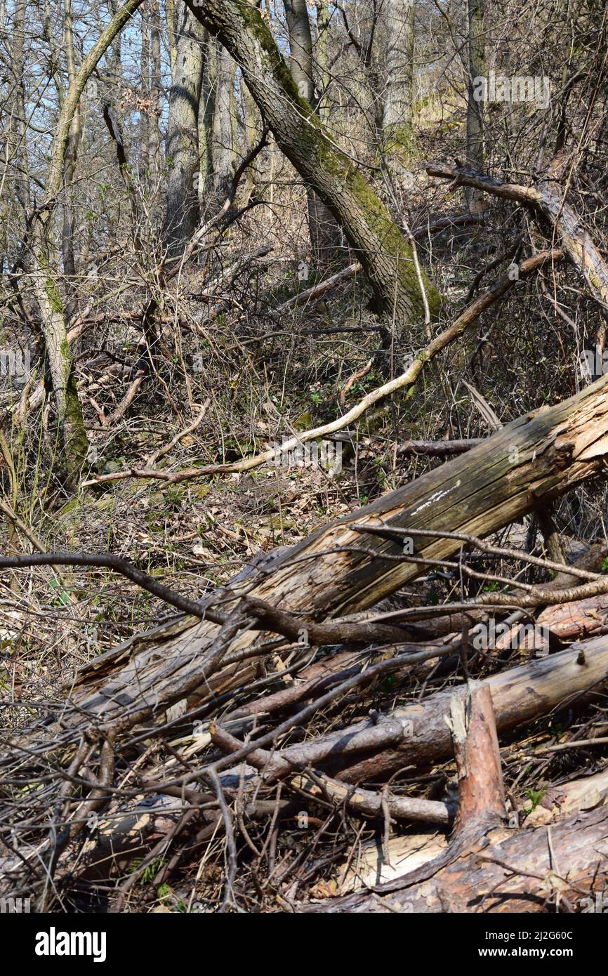 natural Forest on a Slope Stock Photo - Alamy