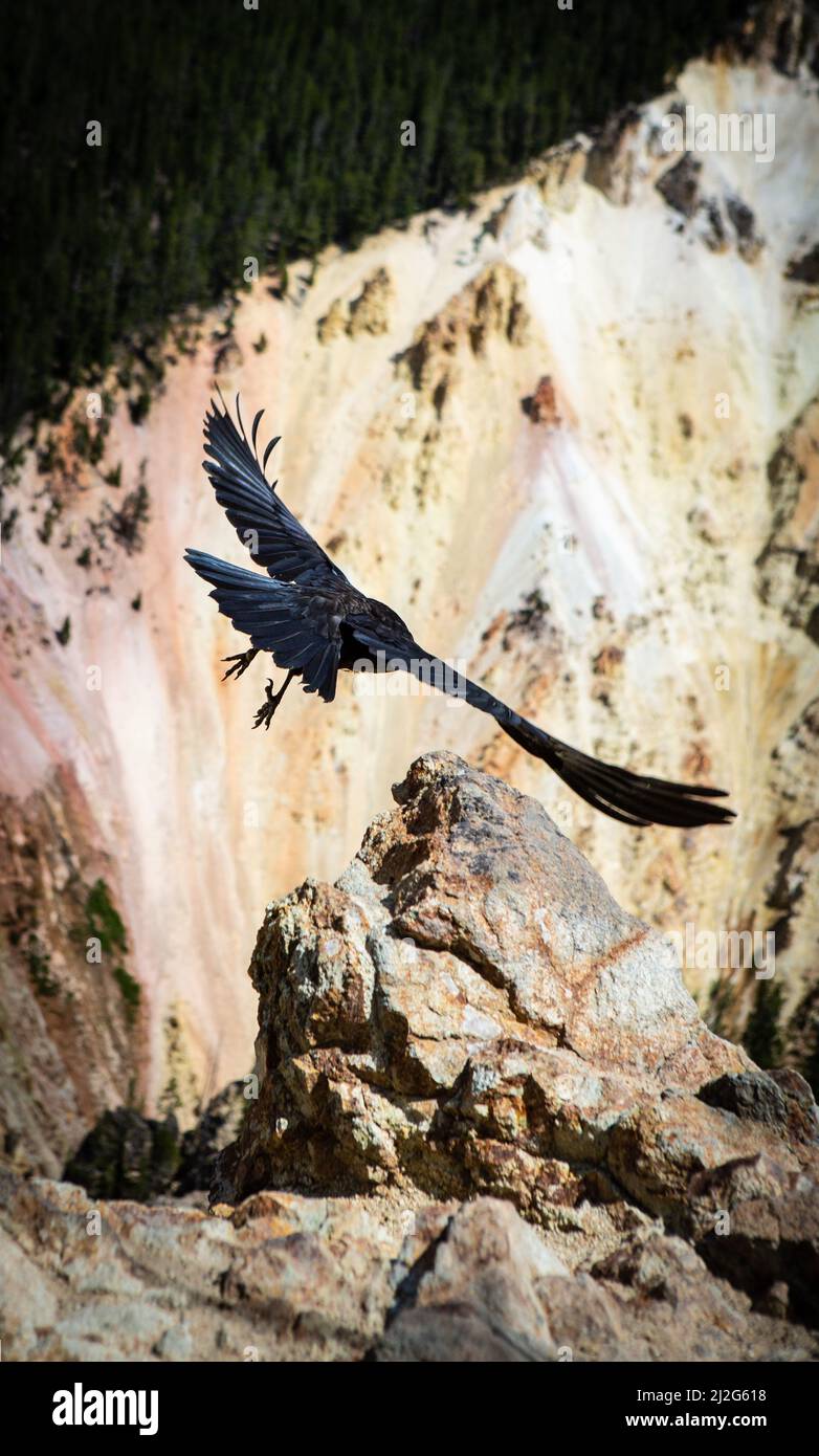 A gorgeous vertical shot of a majestic raven flying by a cavern in ...