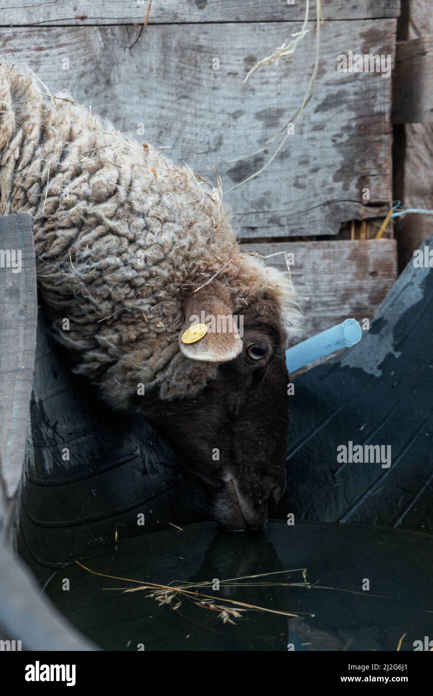 Drinking water sheep hi-res stock photography and images - Alamy