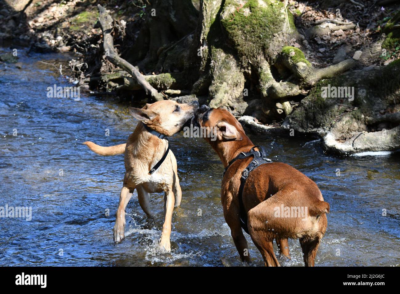 Two dogs playing in river hi-res stock photography and images - Alamy
