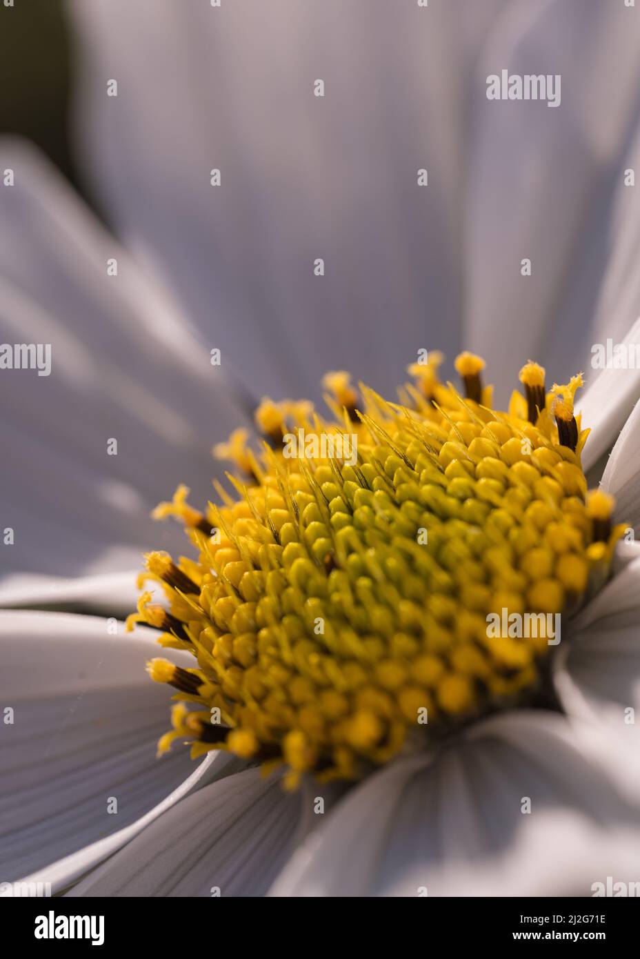 A close up of a daisy flower Stock Photo - Alamy