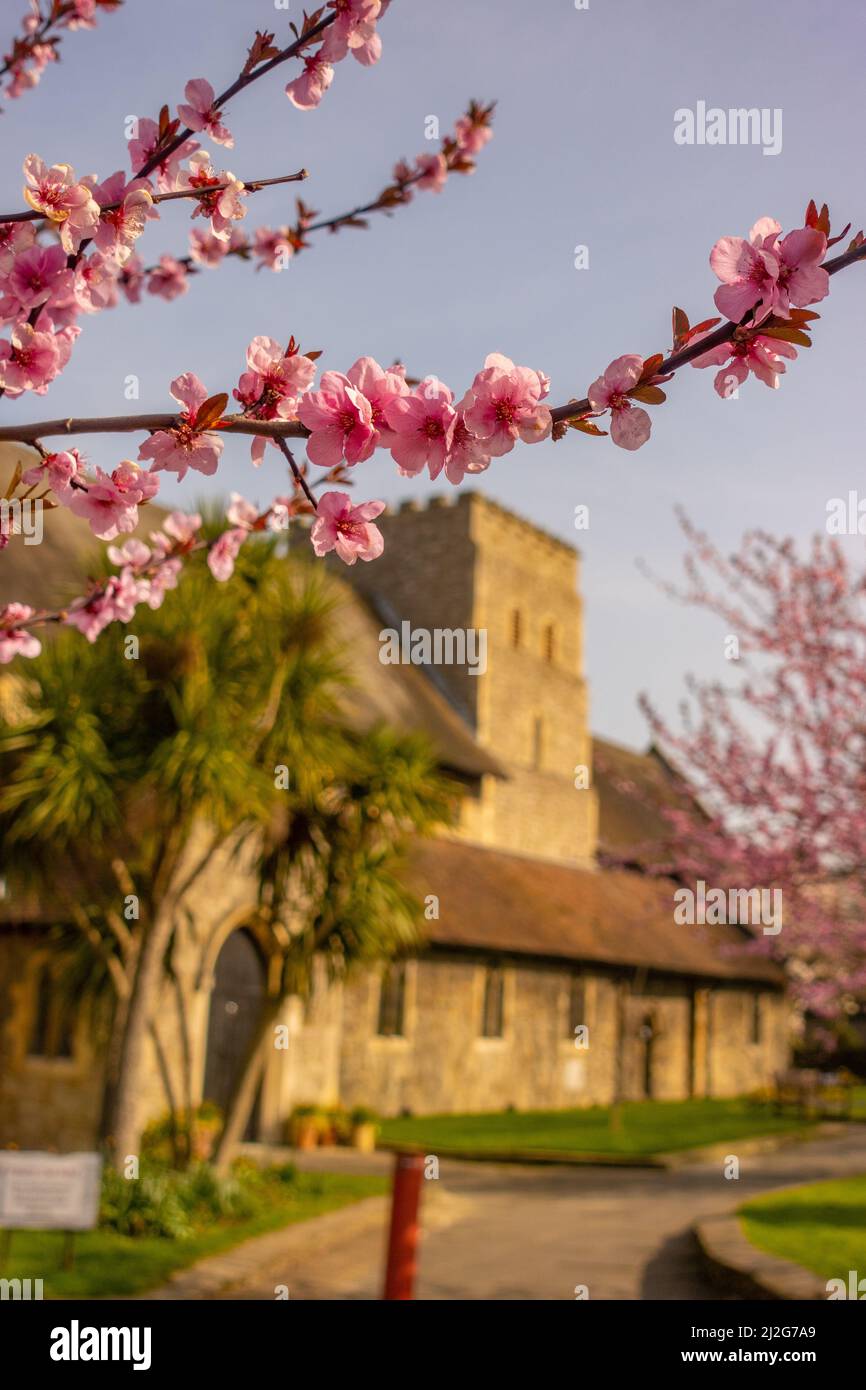 Iconic cherry trees hi-res stock photography and images - Alamy