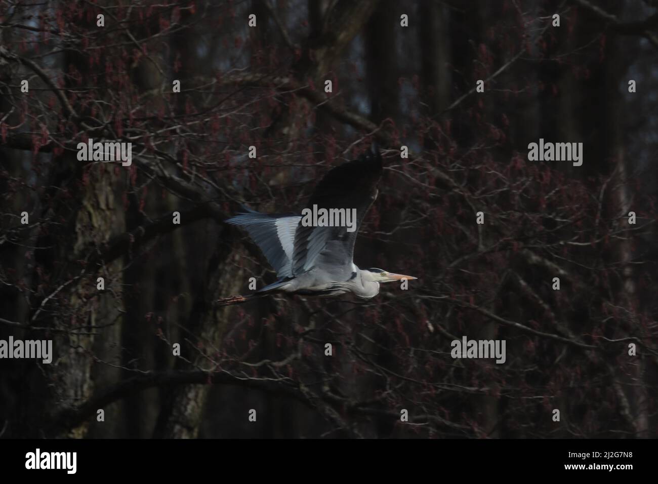 Flying in forest between trees hi-res stock photography and images - Alamy