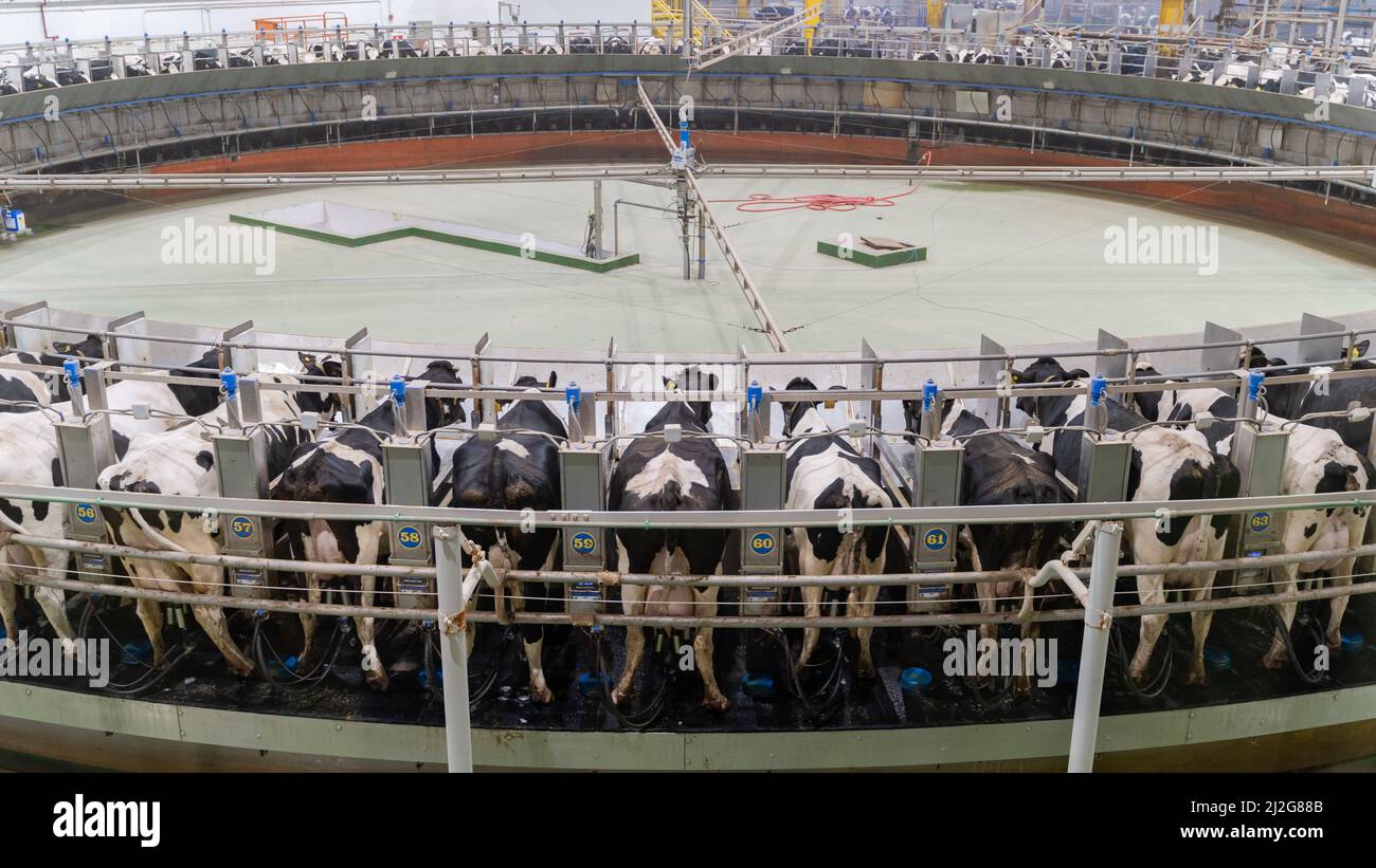 Multiple cows at smart milking machine at a dairy farm Stock Photo - Alamy