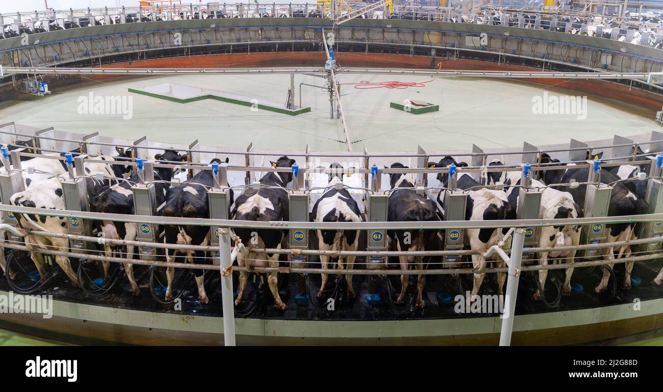 Multiple cows at smart milking machine at a dairy farm Stock Photo - Alamy