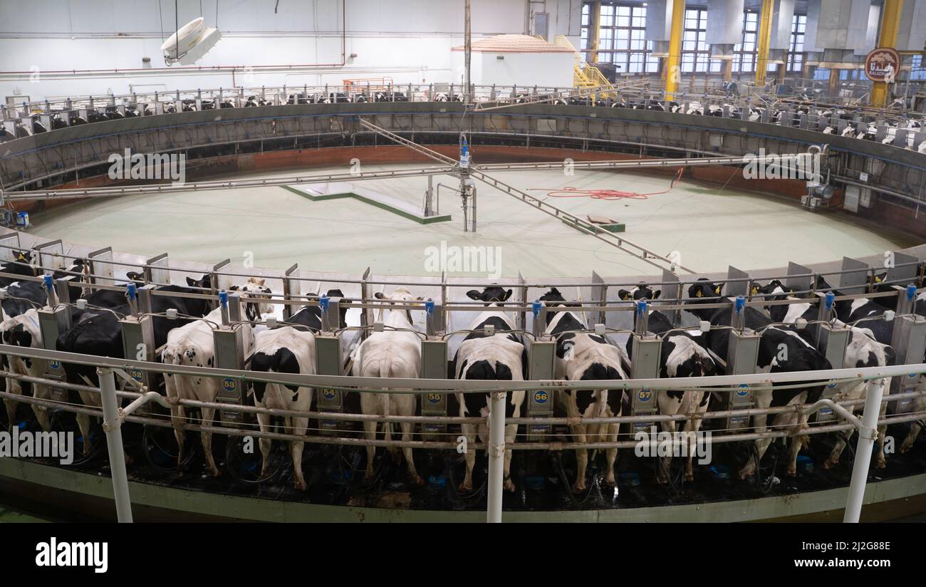 Doha, Qatar- March 03,2022 : Multiple cows at smart milking machine at ...
