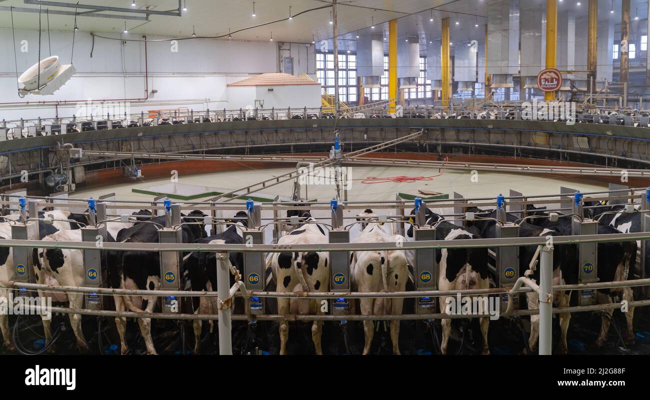 Doha, Qatar- March 03,2022 : Multiple cows at smart milking machine at ...