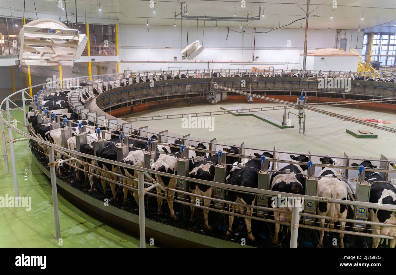 Multiple cows at smart milking machine at a dairy farm Stock Photo - Alamy