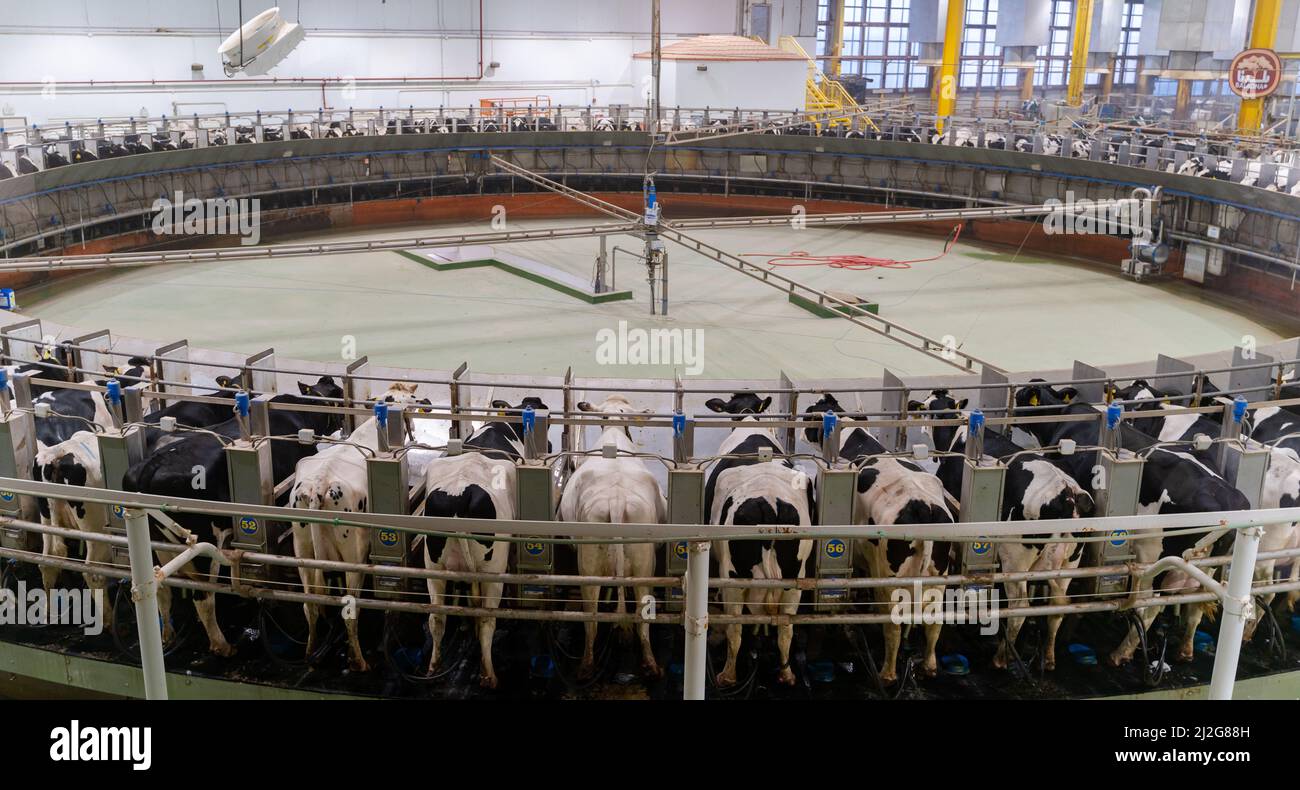Doha, Qatar- March 03,2022 : Multiple cows at smart milking machine at ...