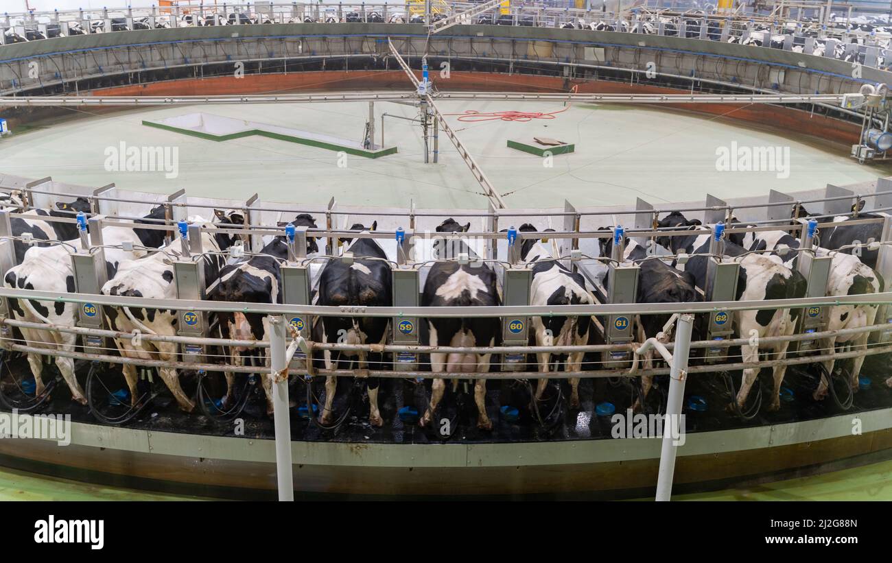 Doha, Qatar- March 03,2022 : Multiple cows at smart milking machine at ...