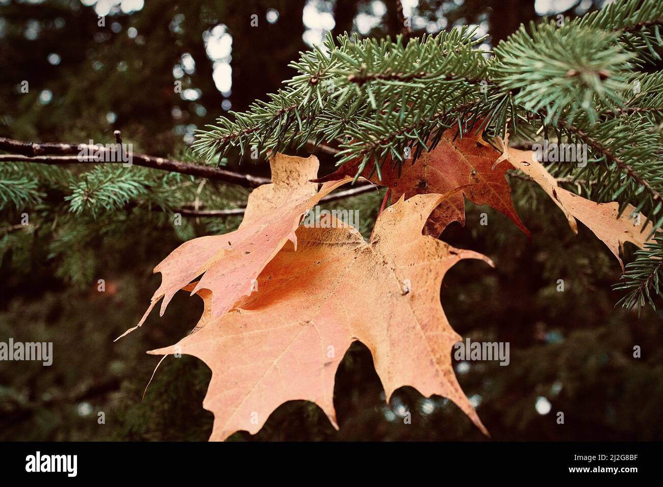 A close up shot of a golden leaf on the fir tree Stock Photo - Alamy