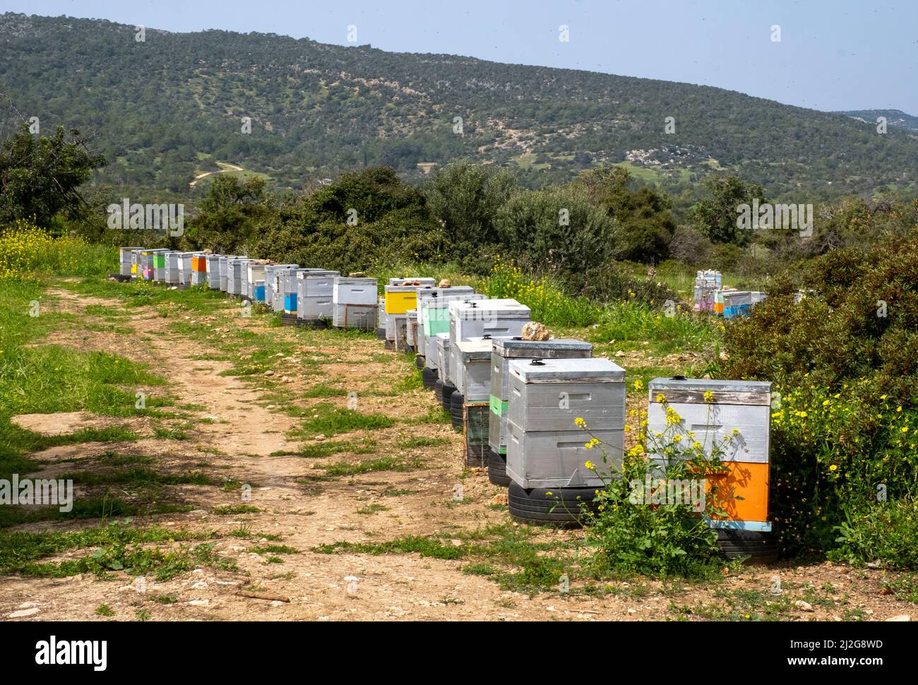 Colourful row of bee hives near Neo Chorio, Republic of Cyprus Stock ...