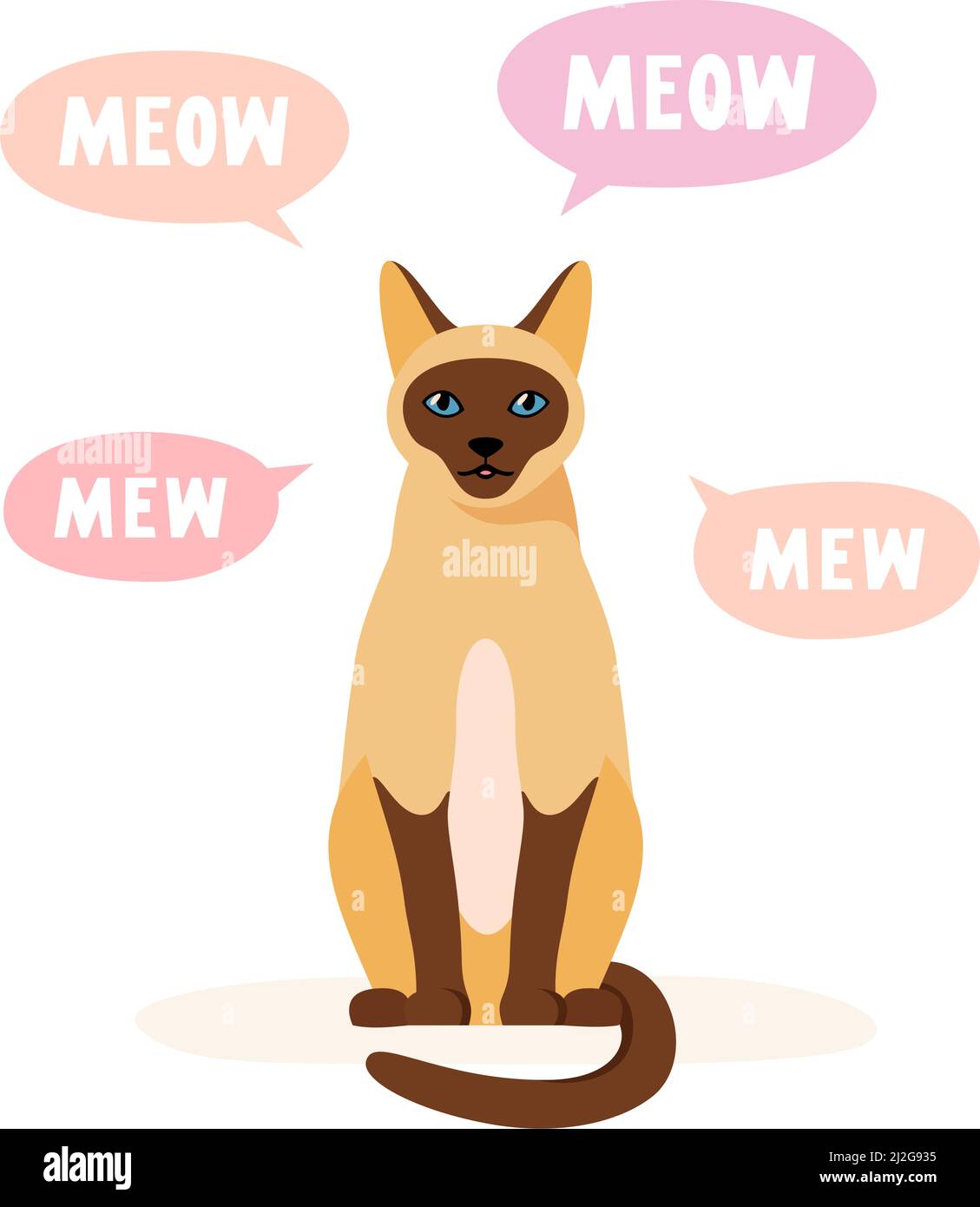 Siamese cat meowing and talking. Talkative pet yelling, yowling and ...
