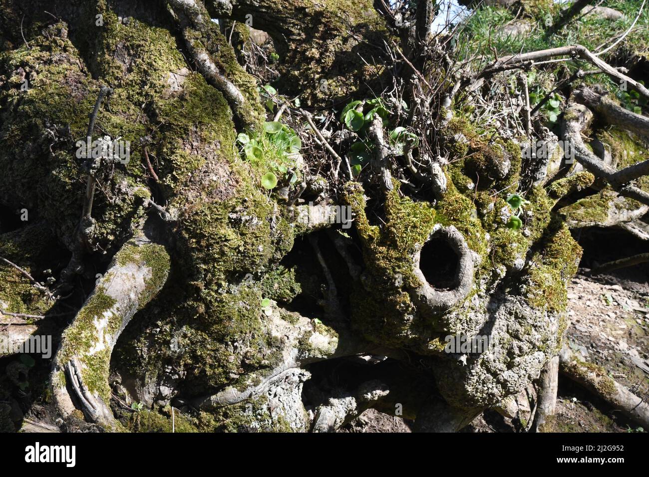 Gnarled tree branch hi-res stock photography and images - Alamy