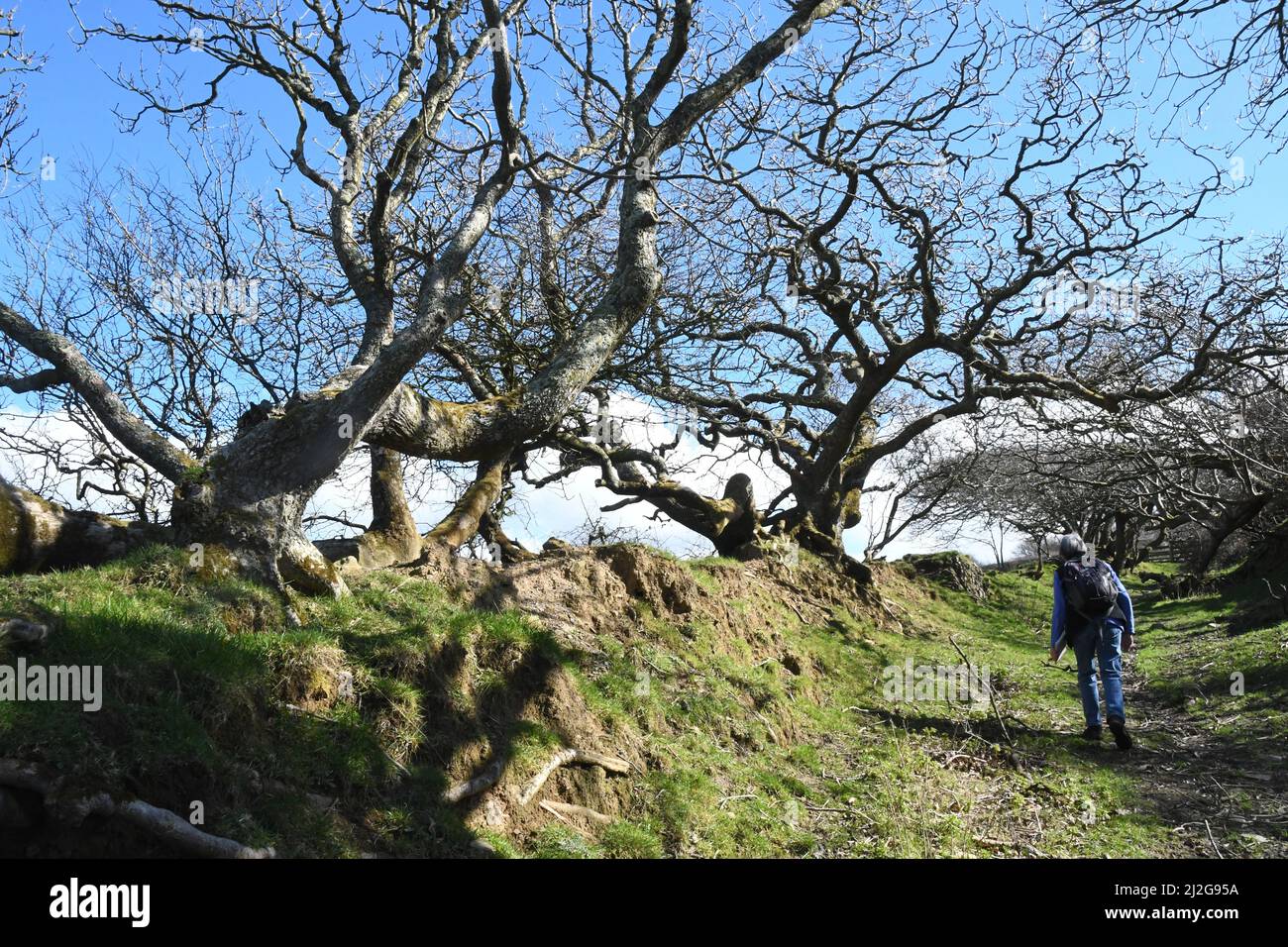 Gnarled tree branch hi-res stock photography and images - Alamy