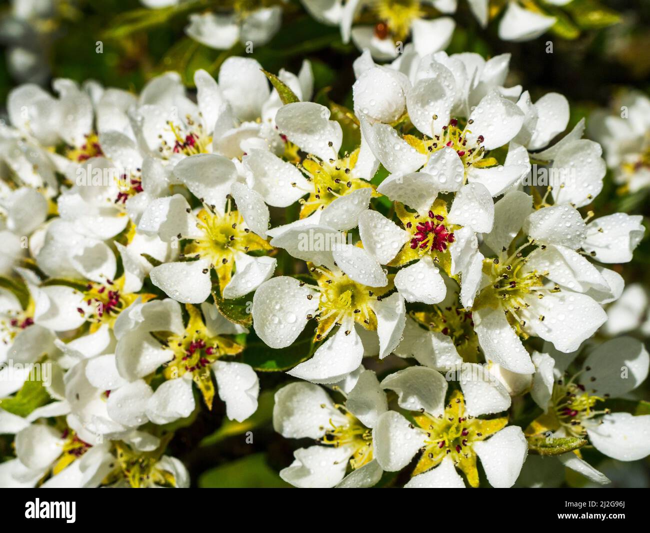 Pear Blossom is one of the early flowers of Spring in Northern England. The busy bees pollinate ...