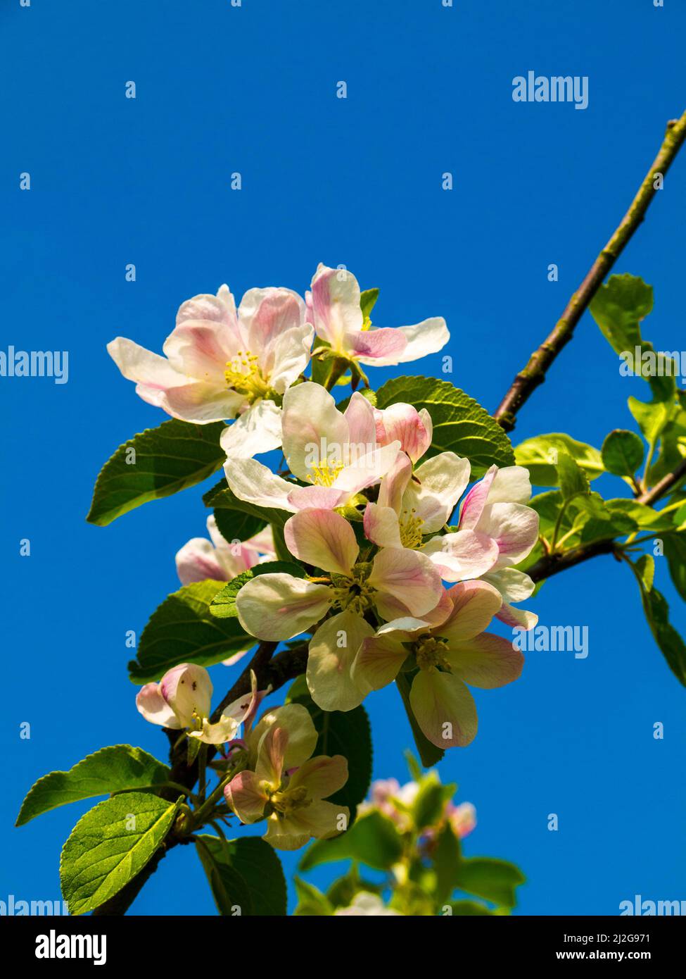 The busy bees pollinate the apple blossom for a good Crop of apples by ...