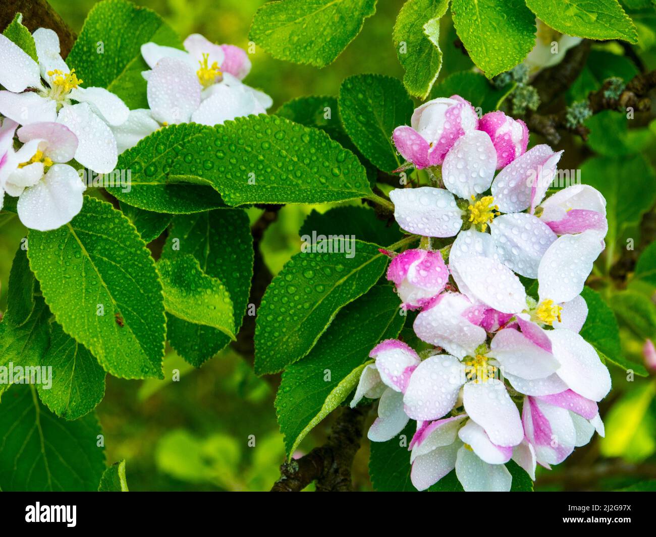 The busy bees pollinate the apple blossom for a good Crop of apples by ...