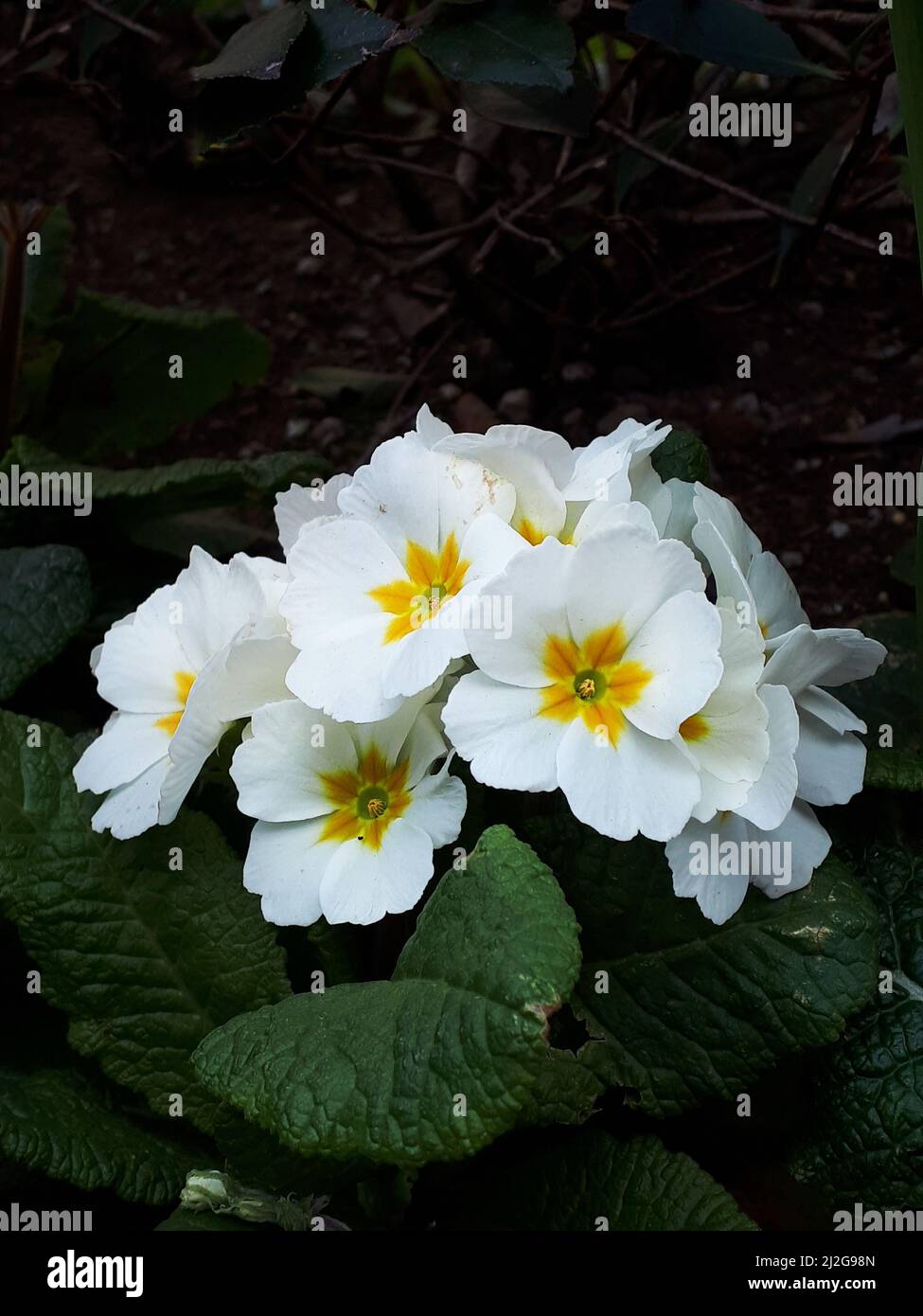 Primula vulgaris, the common primrose, is a species of flowering plant ...