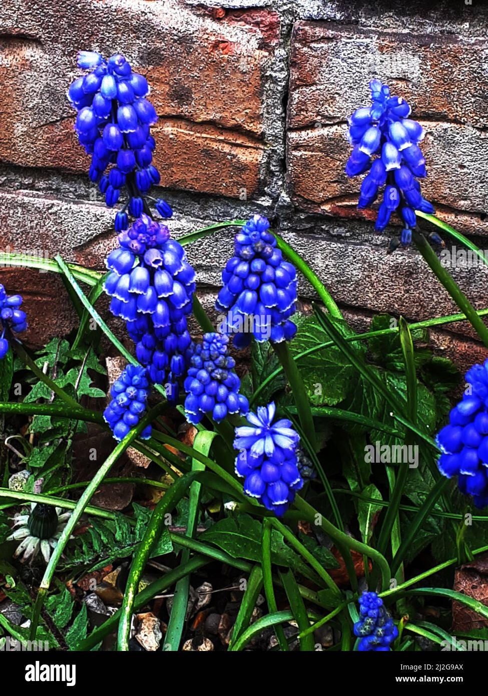 Muscari or Grape Hyacinth produce spikes of dense, most commonly blue ...
