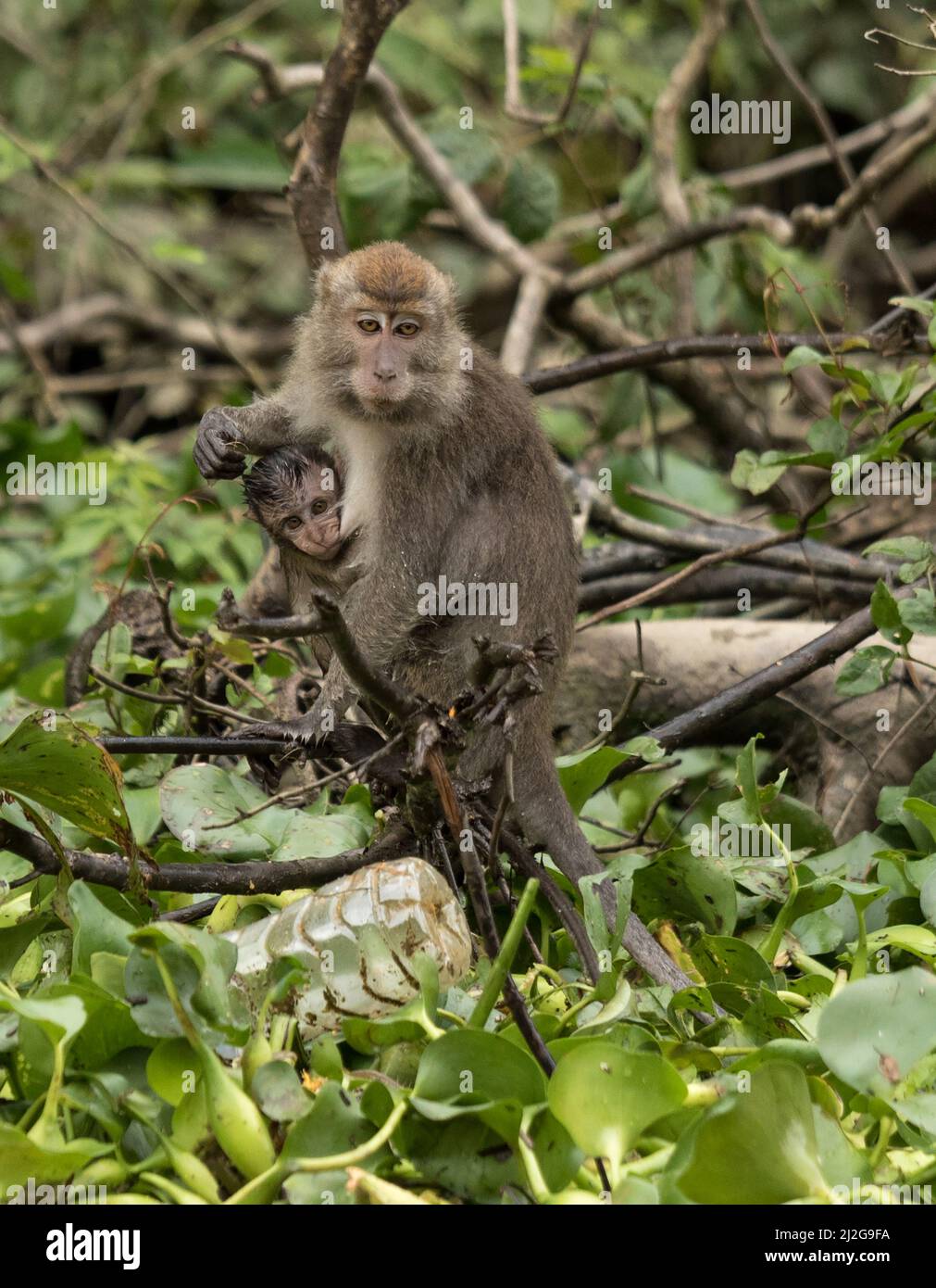 A vertical shot of a monkey mum feeding his baby on the tree in ...