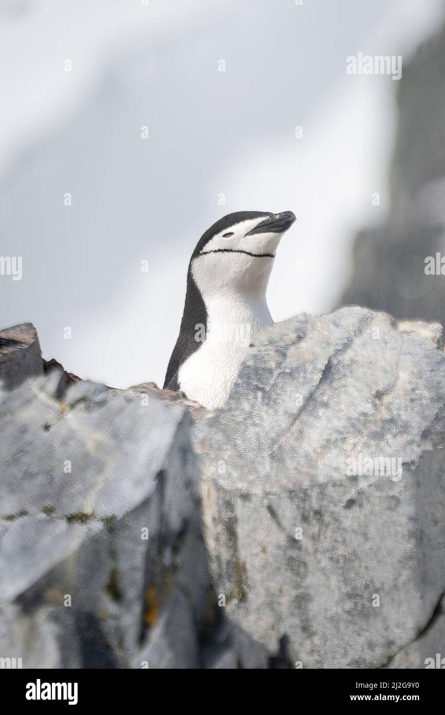 Chinstrap penguin peeking over rocks on ridge Stock Photo - Alamy