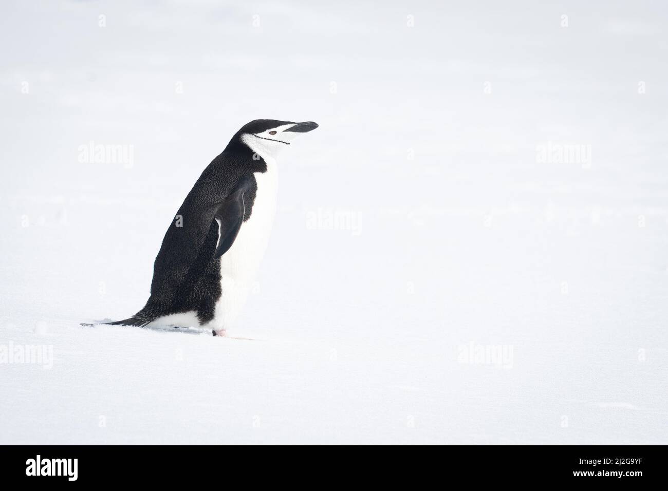 Chinstrap penguin walking across snow facing right Stock Photo - Alamy