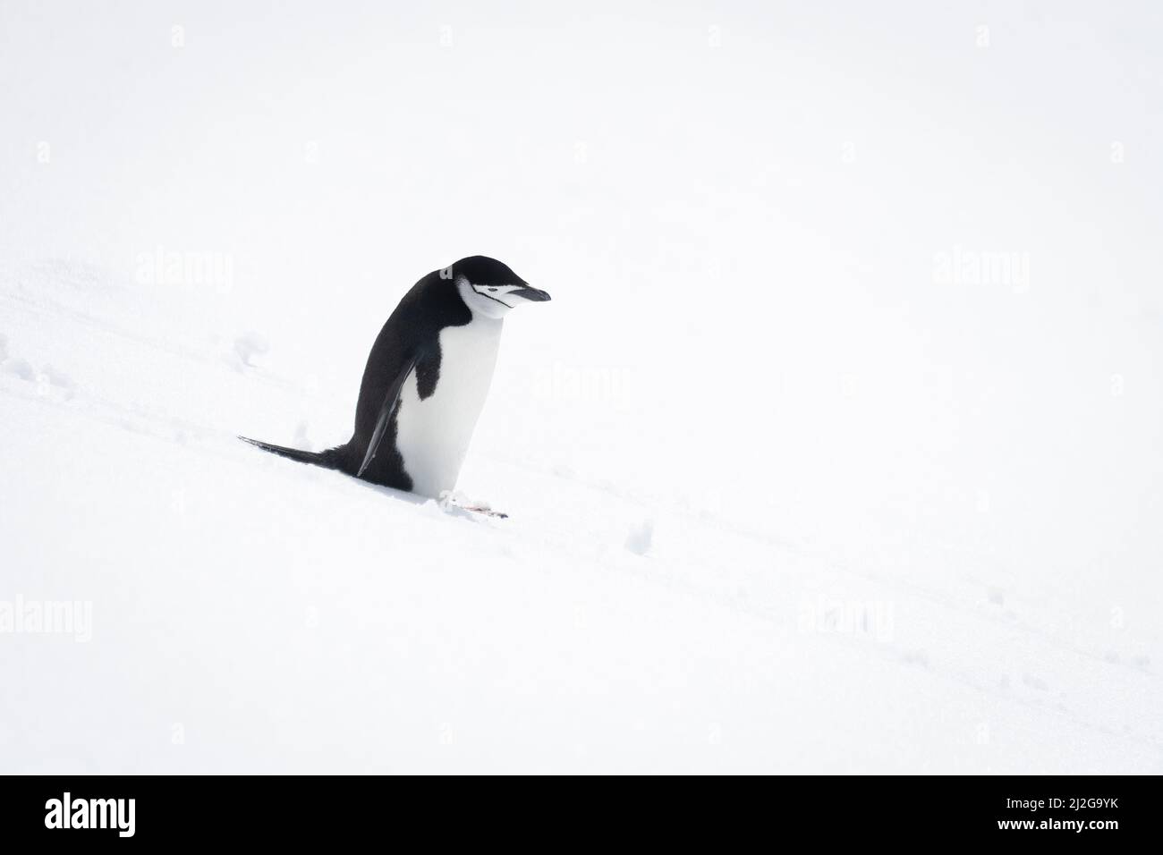 Chinstrap penguin stands looking down snowy slope Stock Photo - Alamy