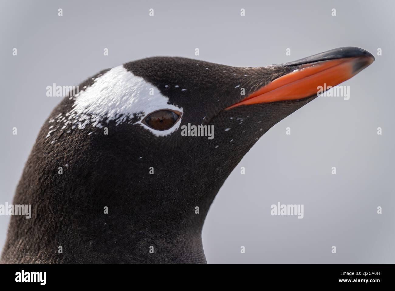 Penguin face close up hi-res stock photography and images - Alamy