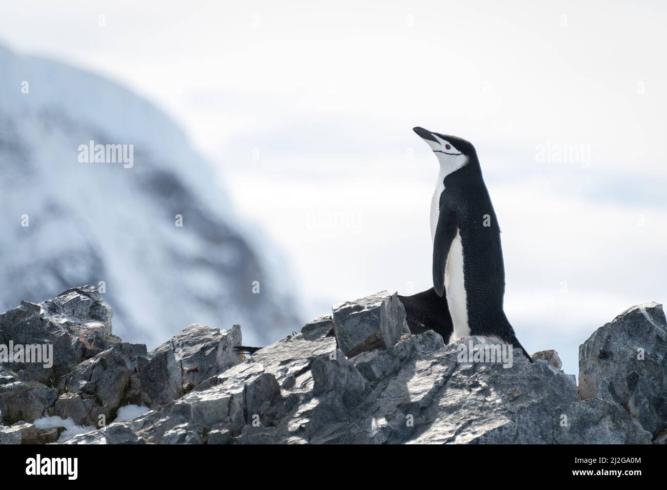 Chinstrap penguin stands on ridge lifting beak Stock Photo - Alamy