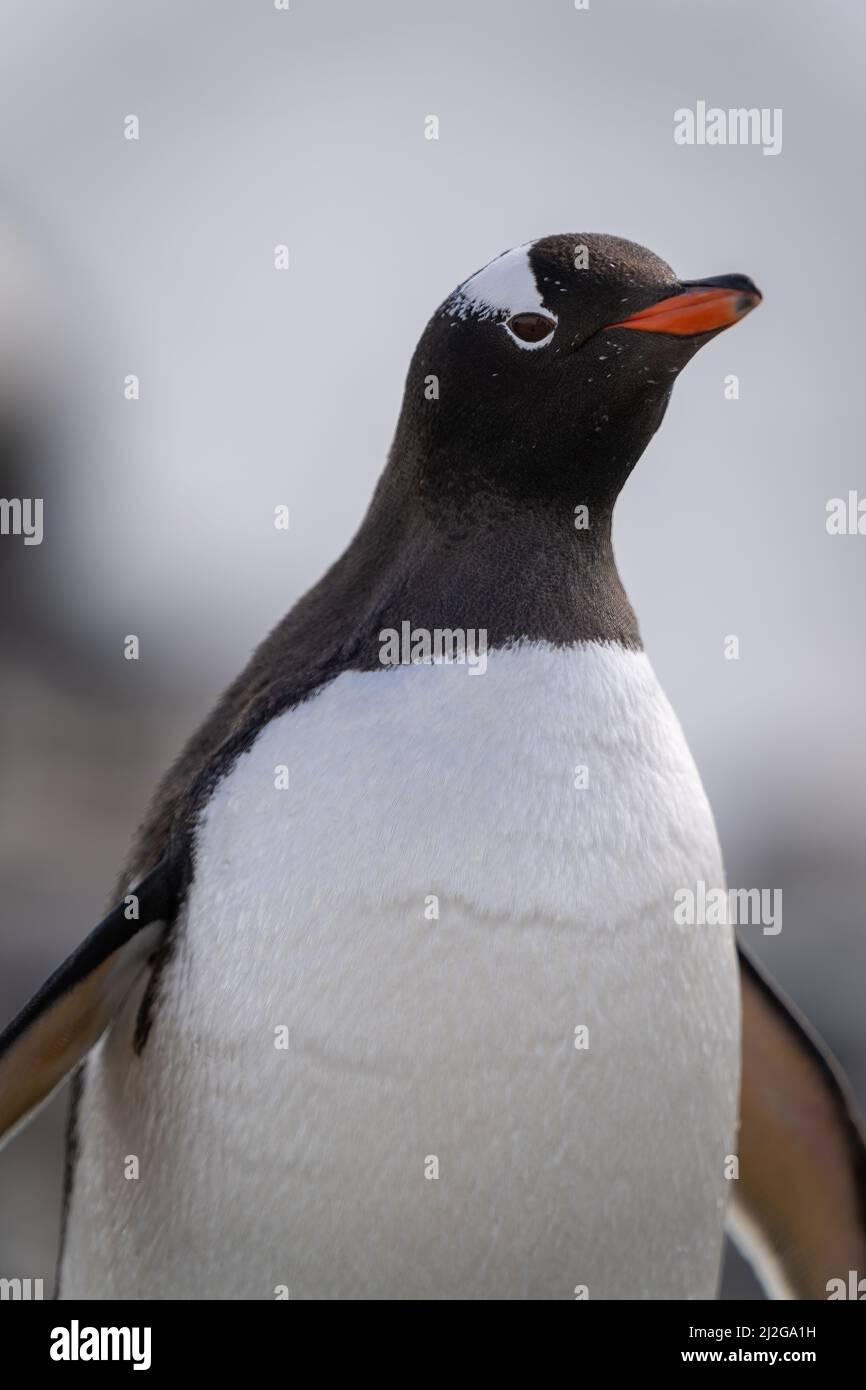 Close-up of gentoo penguin head and chest Stock Photo - Alamy