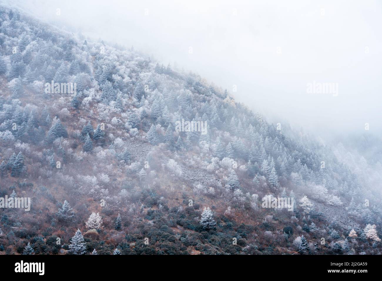 An aerial view of foggy smoke on large ground with bushes and wild ...