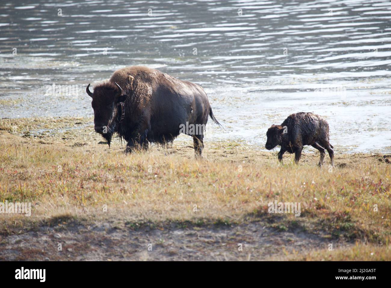 A son of the plains hi-res stock photography and images - Alamy