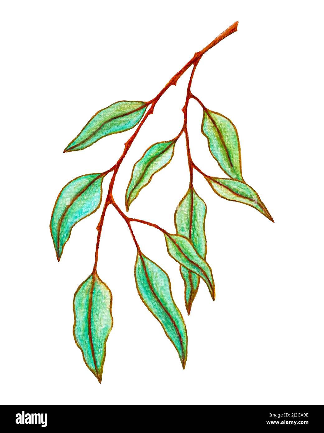 Branch hand drawing with watercolor pencils, decorative, isolated ...