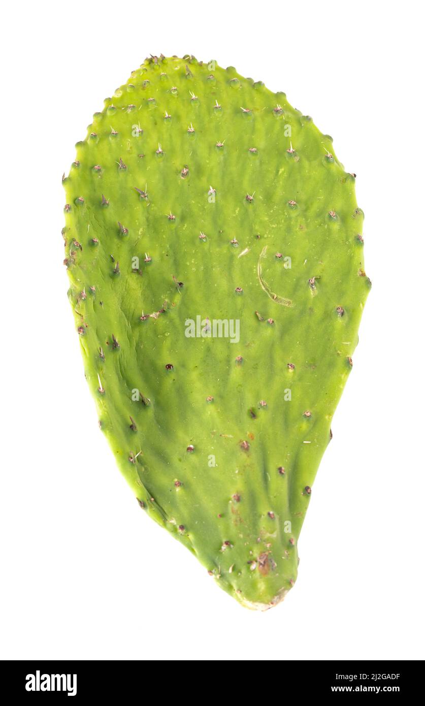 Cactus Paddles Isolated on a White Background Stock Photo - Alamy