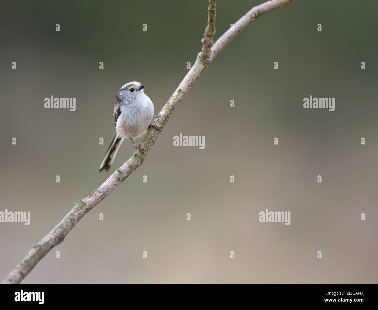 A beautiful small bird on a branch in a forest Stock Photo - Alamy