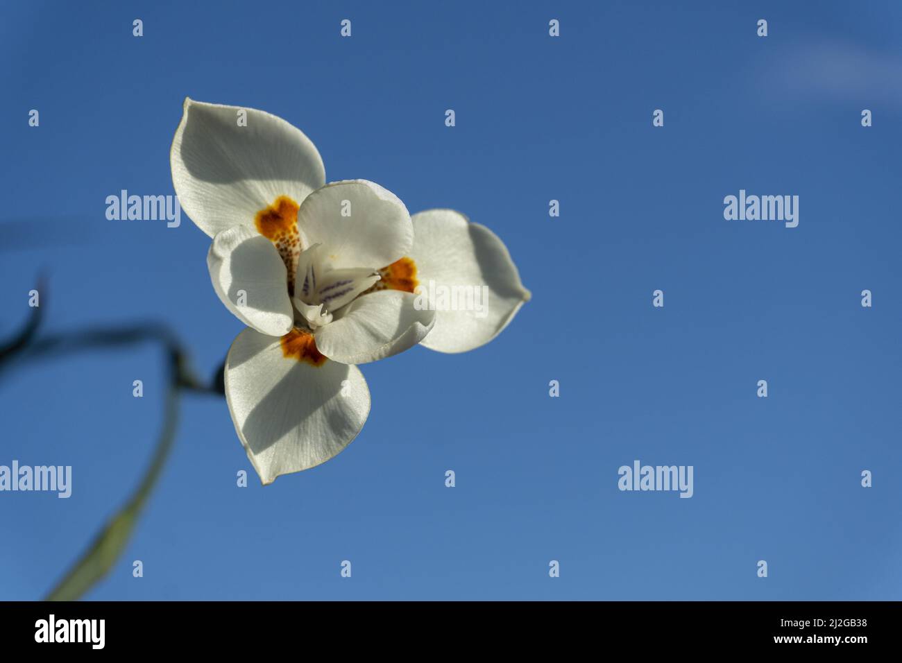 A macro view of a white iris flower against the blue background of the ...