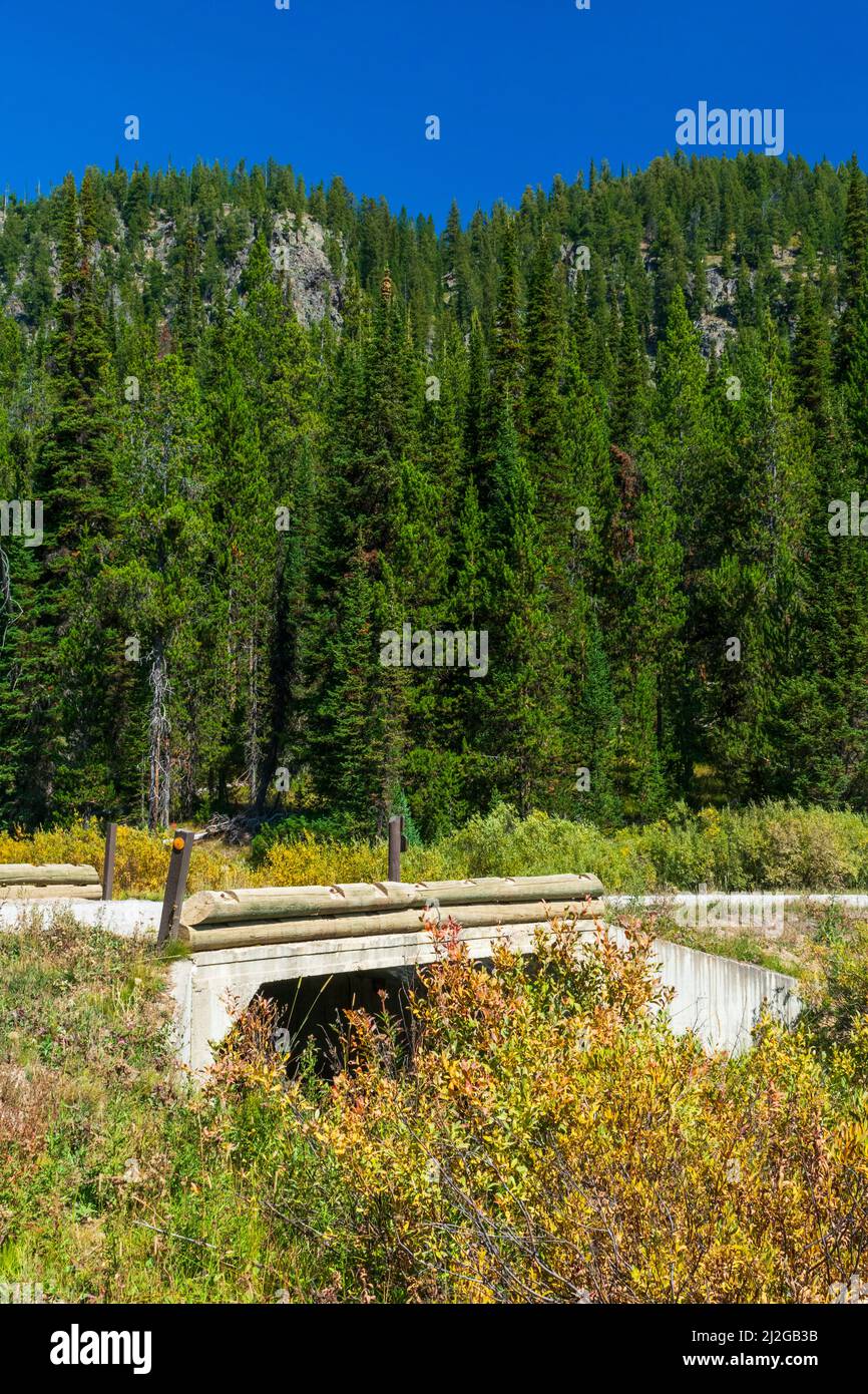 A bridge covers a quiet creek in Bridger-Teton National Forest Stock ...