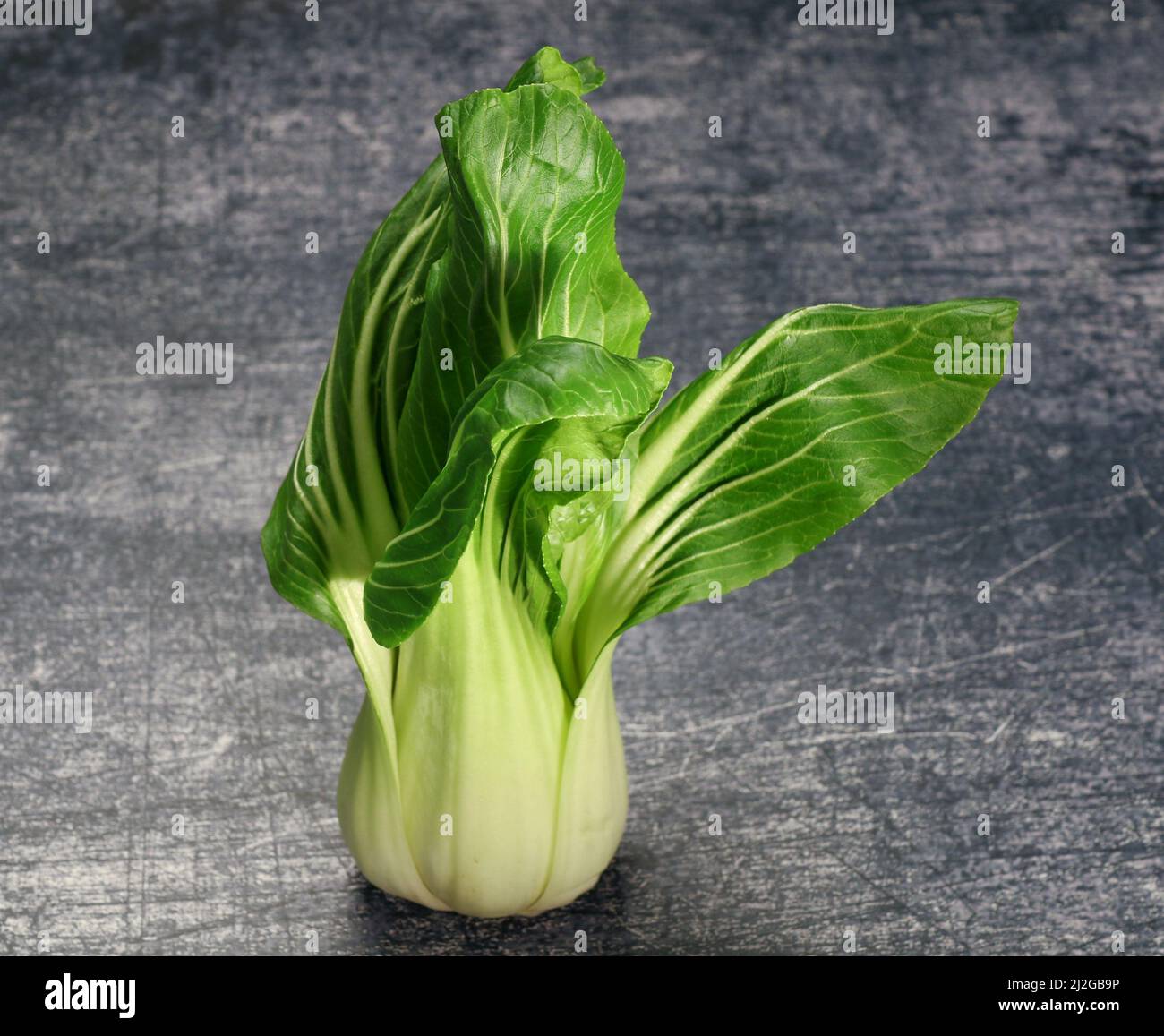 single Pak choi standing Stock Photo - Alamy