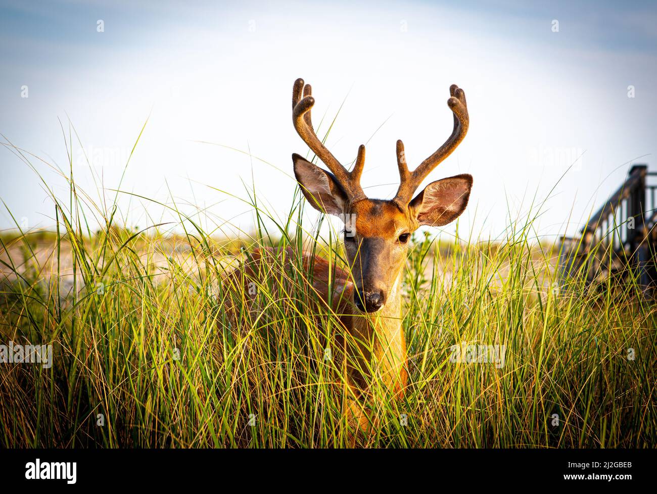 A beautiful deer with big antlers lurking behind tall bright green ...