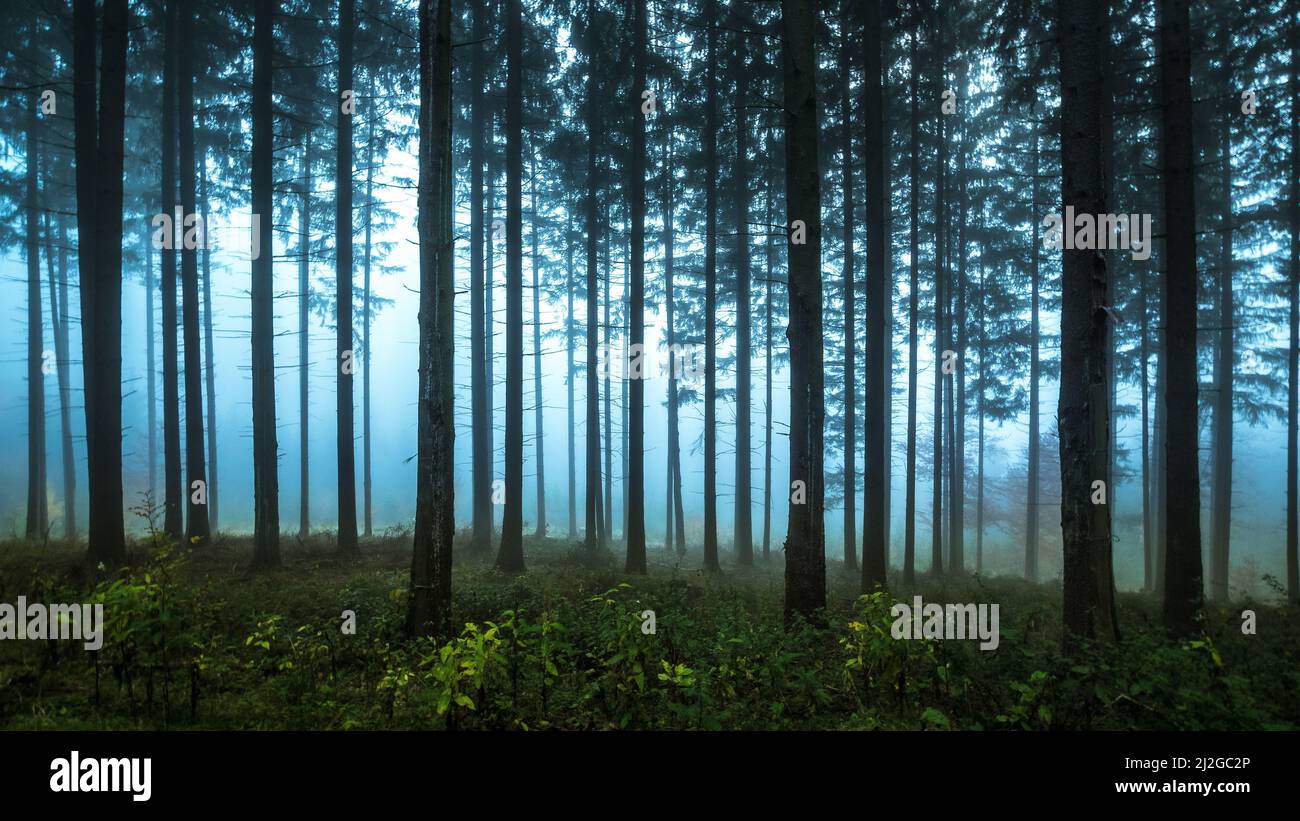 A mesmerizing view of a dense forest in Geisberg near Schuttertal ...