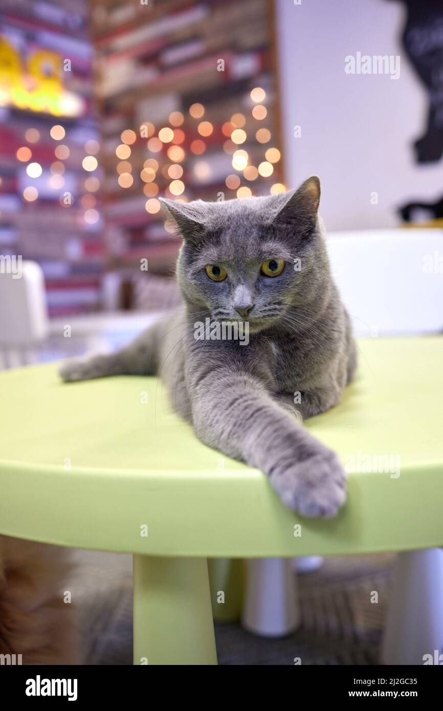 cat lying down on wooden table looking at camera Stock Photo - Alamy